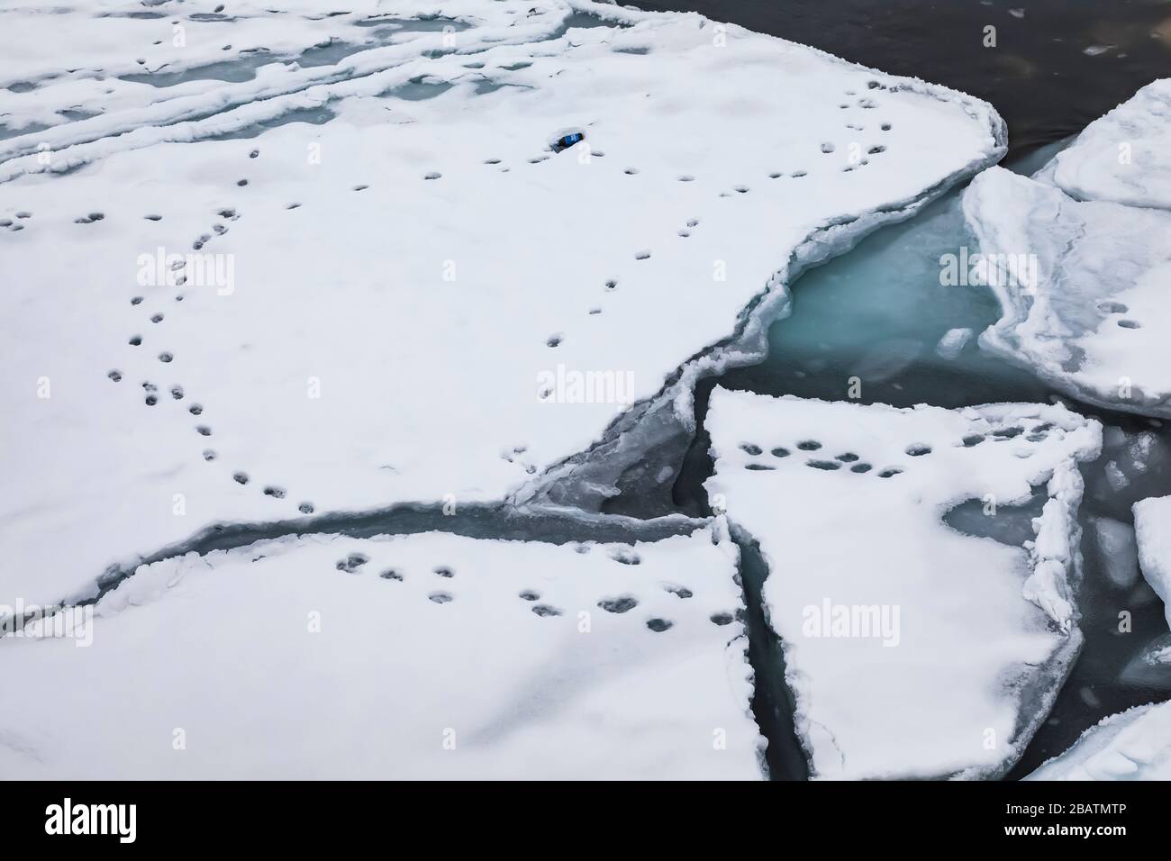Animal tracks showing shifting ice plates on a bay of the Atlantic ...