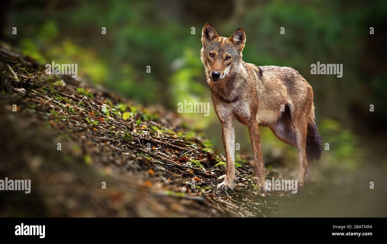 Alert wolf facing camera in summer forest from front view with copy ...