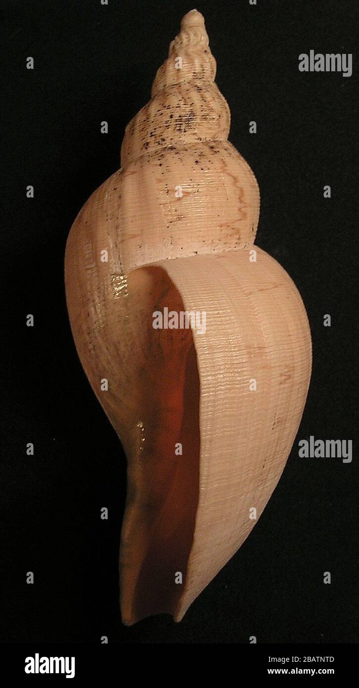 1964 brazil hi-res stock photography and images - Alamy