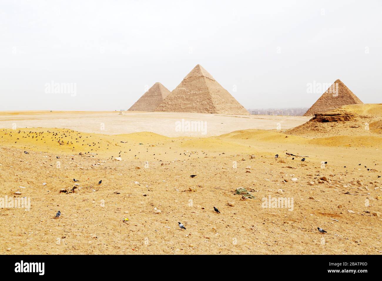 Birds egypt hi-res stock photography and images - Alamy