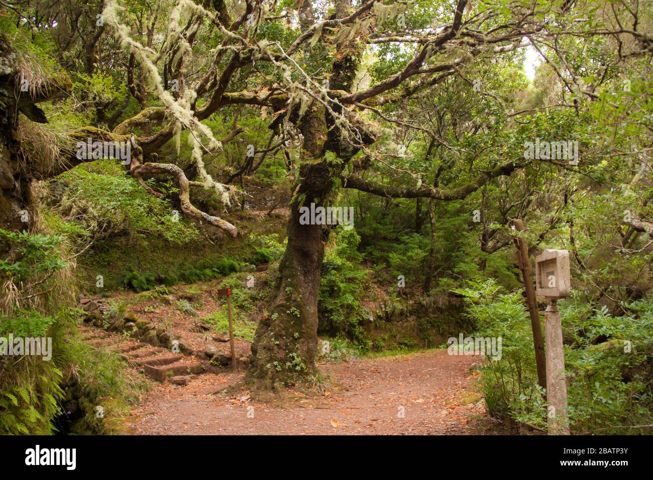 Mystical tree covered with perennial moss. Madeira Island Portugal ...