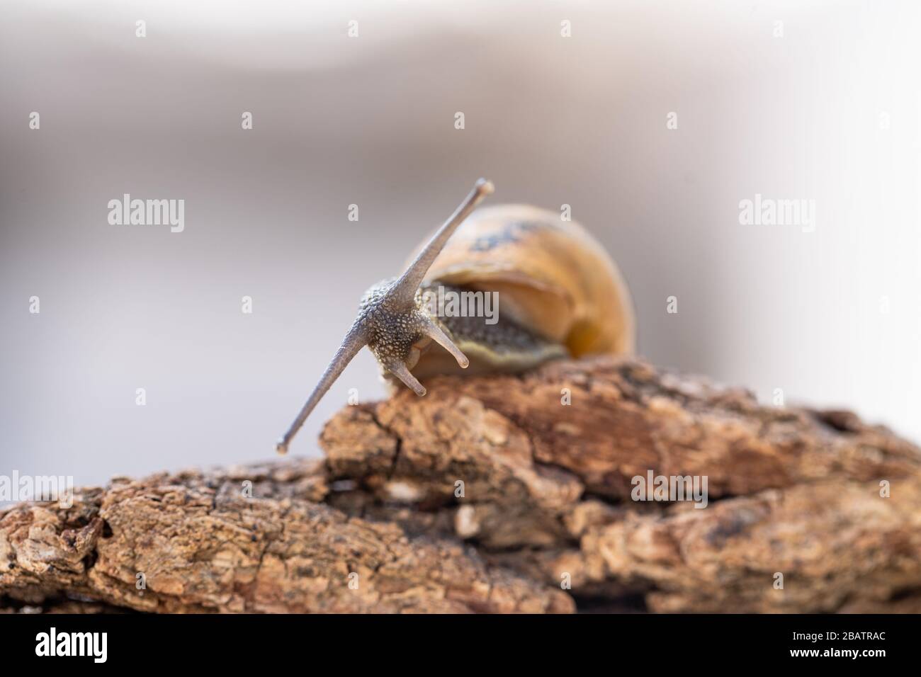 Snail flight position Lumaca Style Stock Photo - Alamy