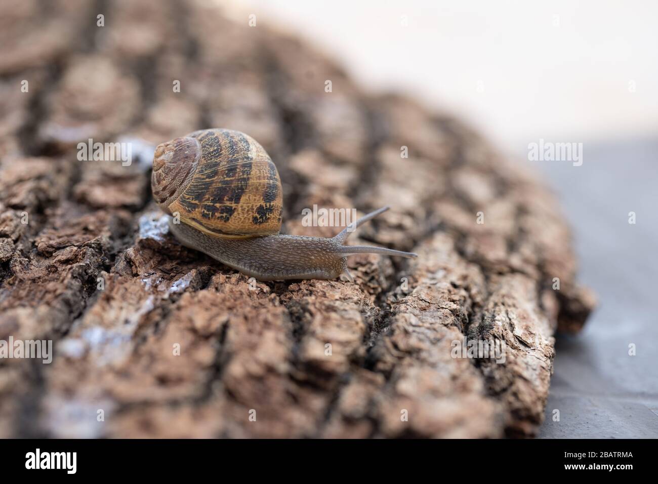 Lumaca hi-res stock photography and images - Alamy