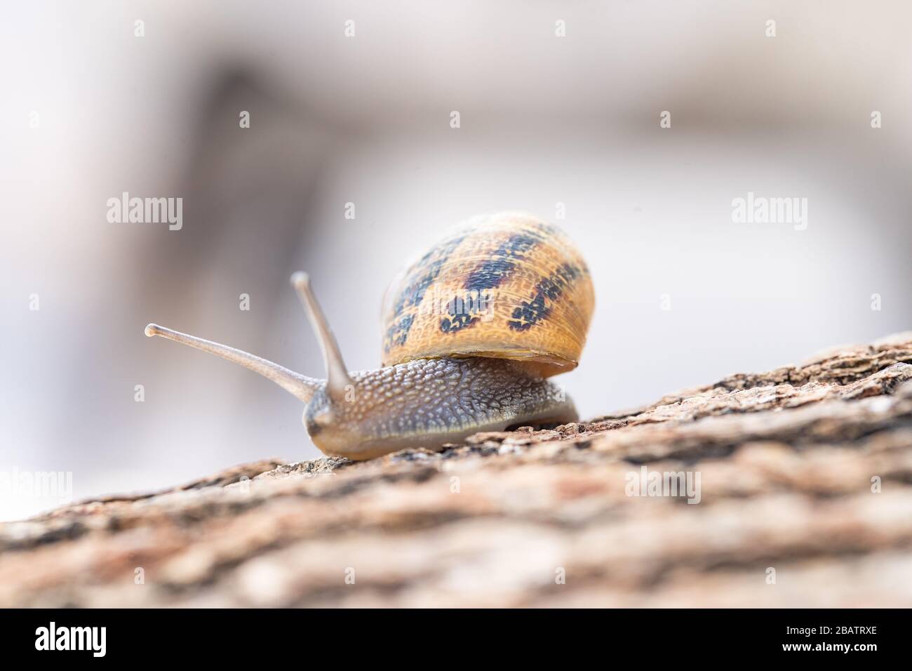 Lumaca hi-res stock photography and images - Alamy