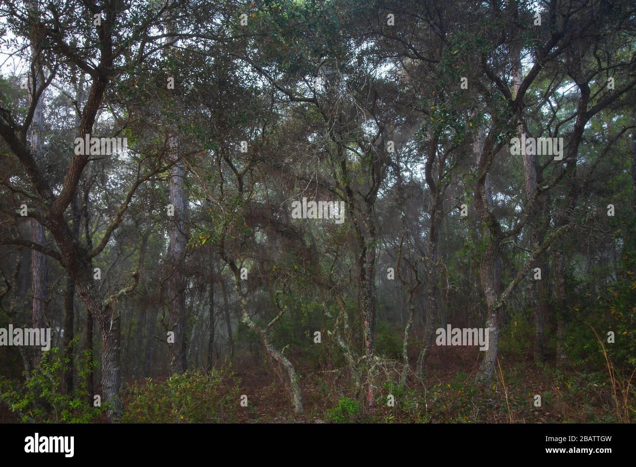 Interior of a beautiful forest in central Florida with trees covered in ...