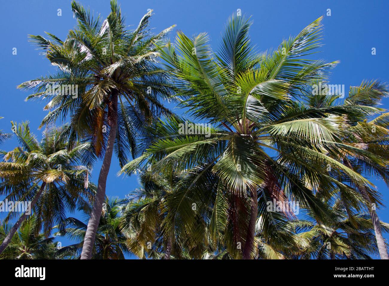 Palm trees against blue sky Maldives Stock Photo - Alamy