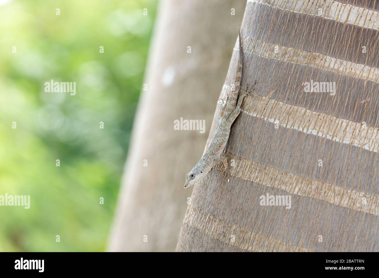 Camouflaged in The Tree Stock Photo - Alamy