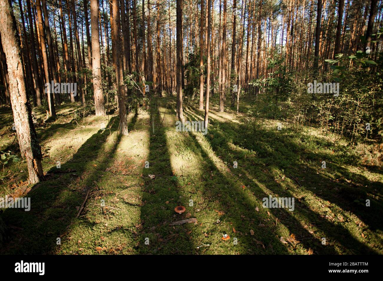 Amazing morning shadows in the forest. Sun rays and long shadows in the ...