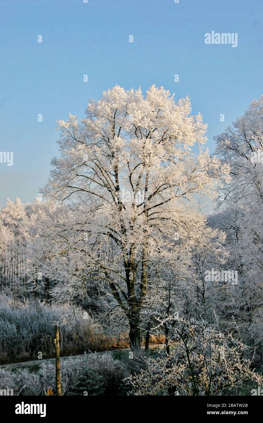 snow covered trees Stock Photo - Alamy