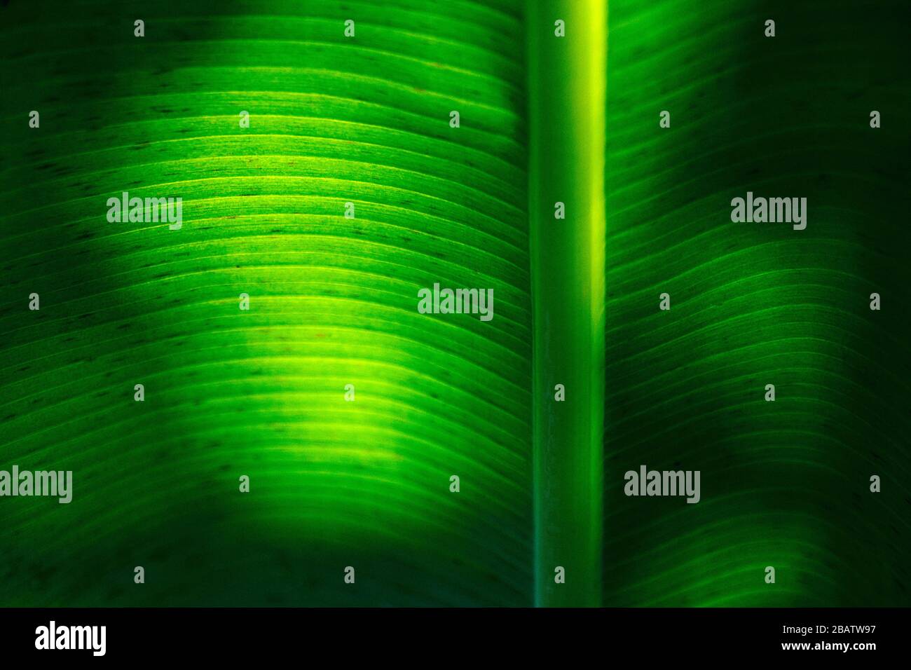 palm tree leaf II , cuba Stock Photo - Alamy