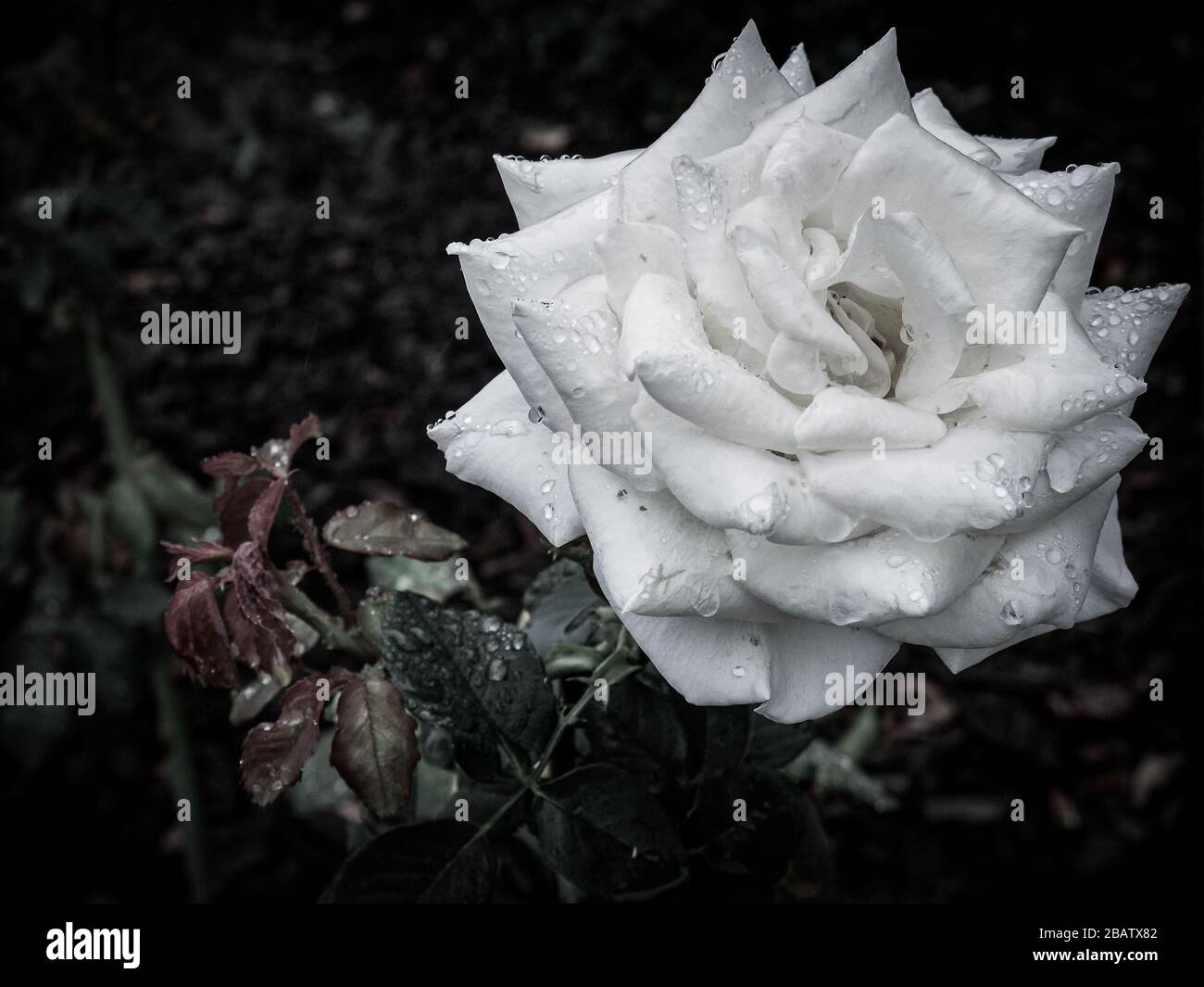 white rose church garden Stock Photo - Alamy