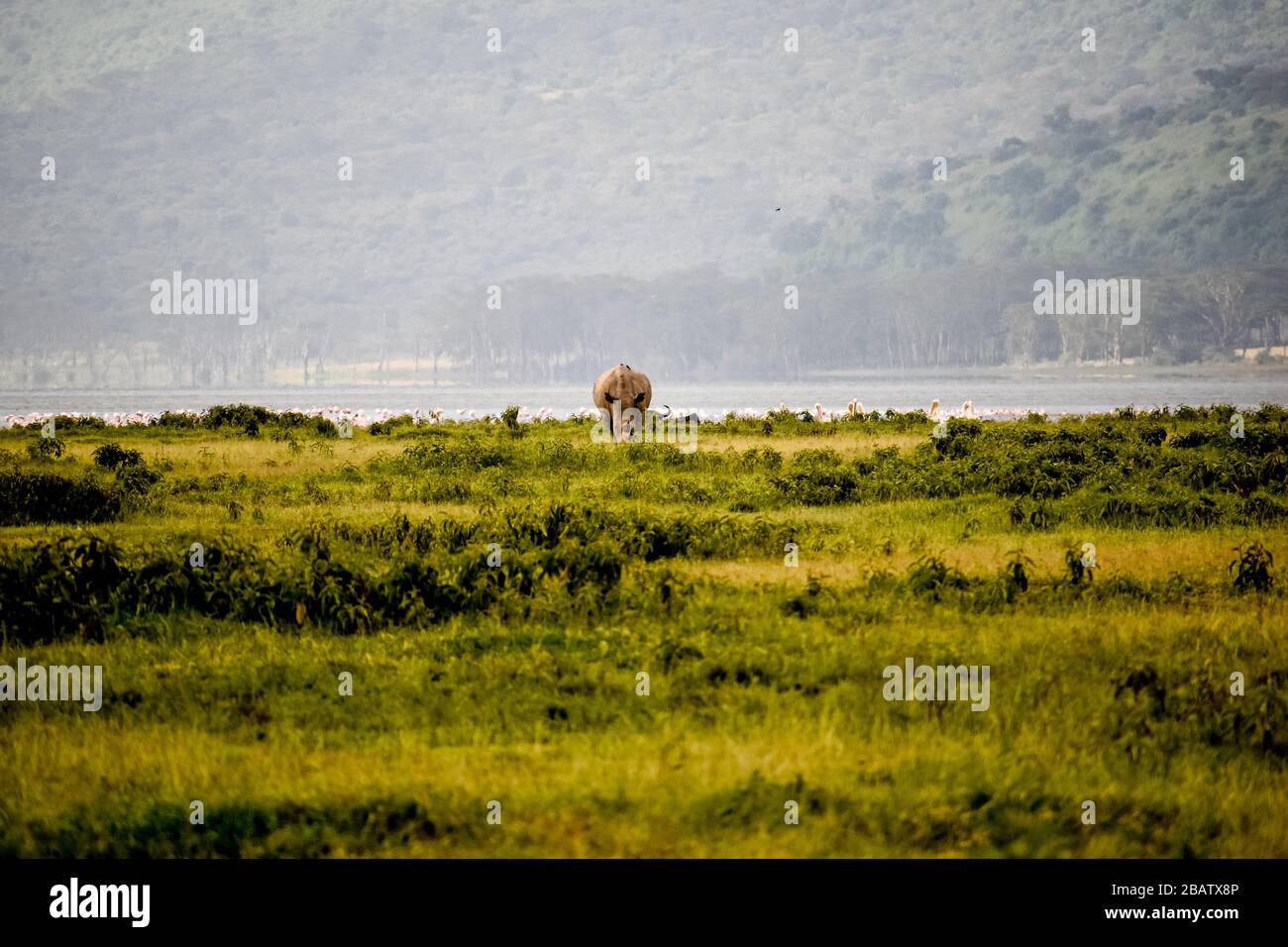 Afar wildlife hi-res stock photography and images - Alamy
