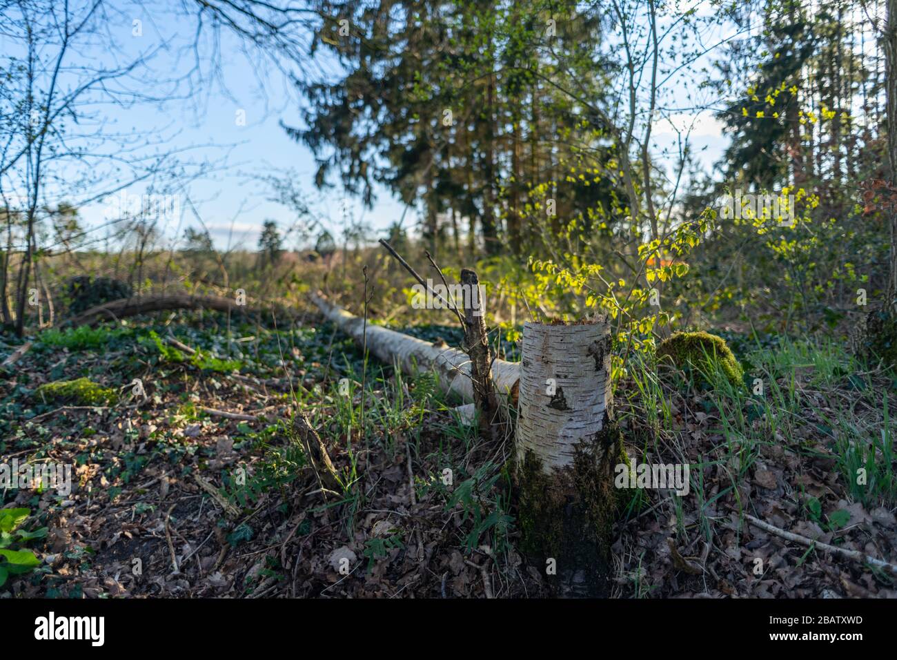 An old upturned tree staged with a green background Stock Photo - Alamy