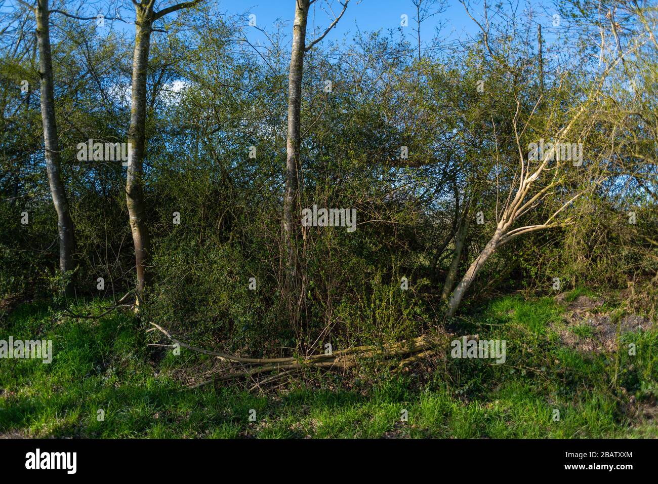An old upturned tree staged with a green background Stock Photo - Alamy
