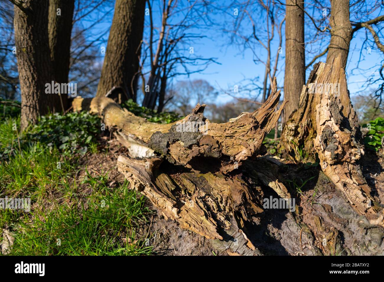 An old upturned tree staged with a green background Stock Photo - Alamy