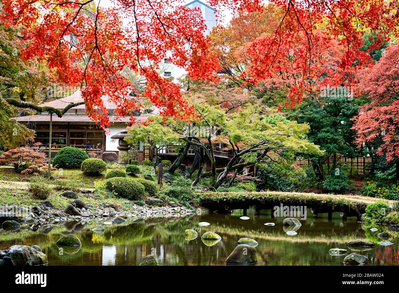 Red maple trees in Japanese style garden Stock Photo - Alamy