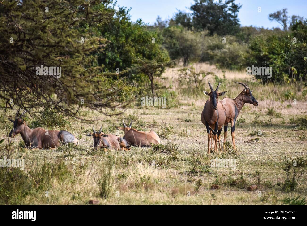 antelopes in Kenya Stock Photo - Alamy