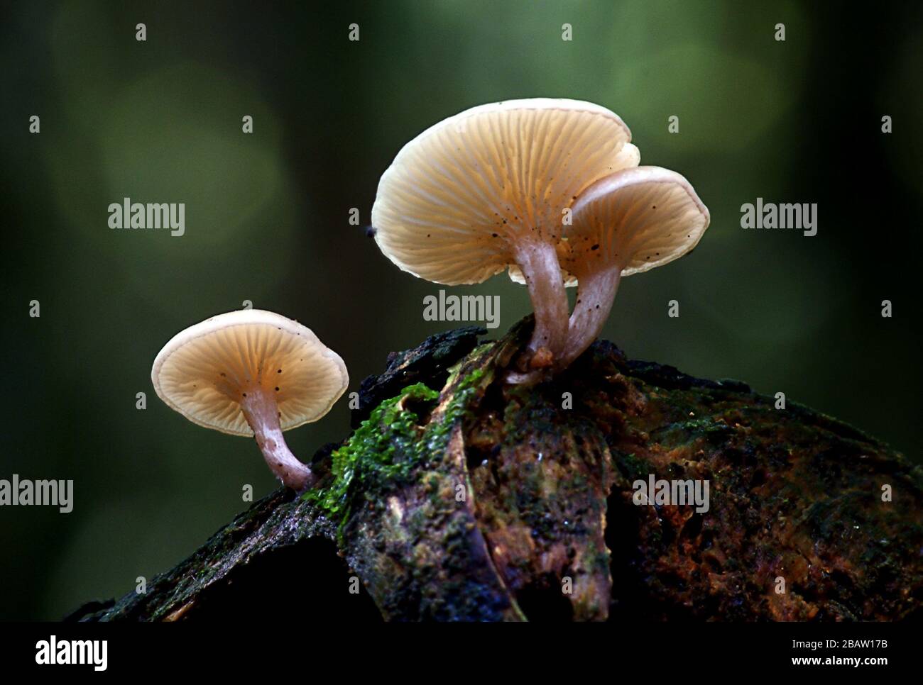 100 new zealand hi-res stock photography and images - Alamy