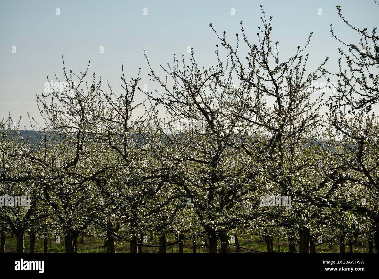 Spring blossom on prune / plum trees of the Prune D'Agen growing area ...