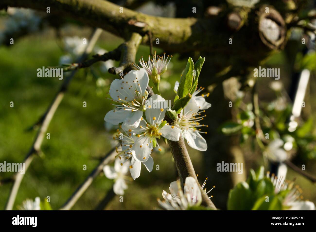 Spring blossom on plum / prune trees in the Prune D'Agen growing area ...