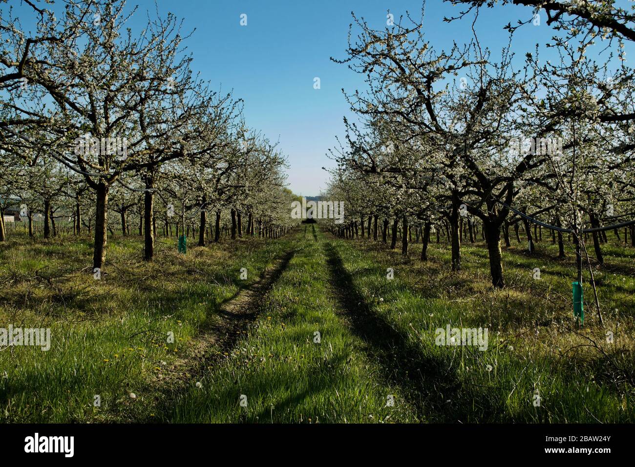 Rows of prune trees hi-res stock photography and images - Alamy