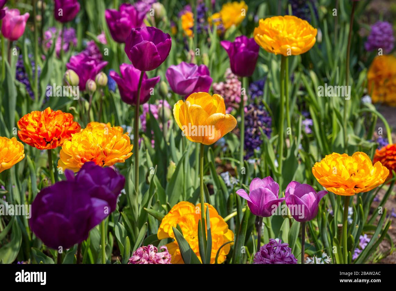 Close up of blooming tulips in bloom at the Keukenhof Botanical garden ...