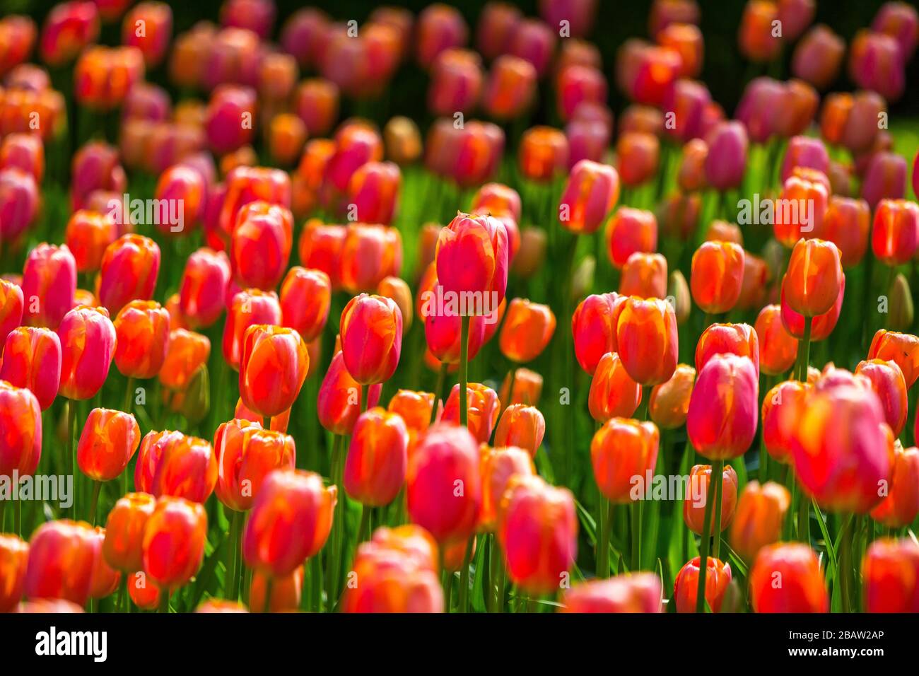 Close up of blooming tulips in bloom at the Keukenhof Botanical garden ...