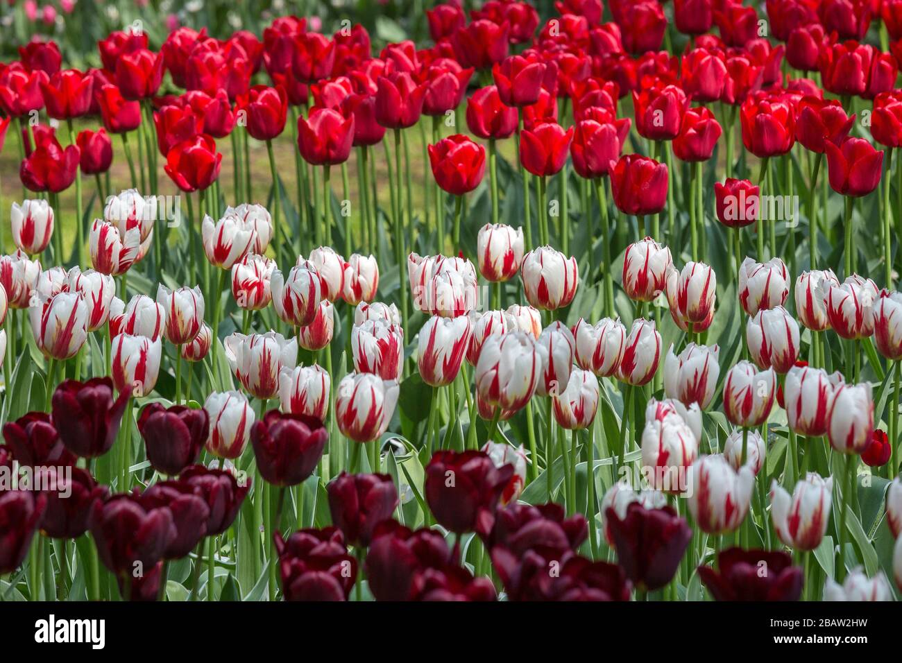 Close up of blooming tulips in bloom at the Keukenhof Botanical garden ...