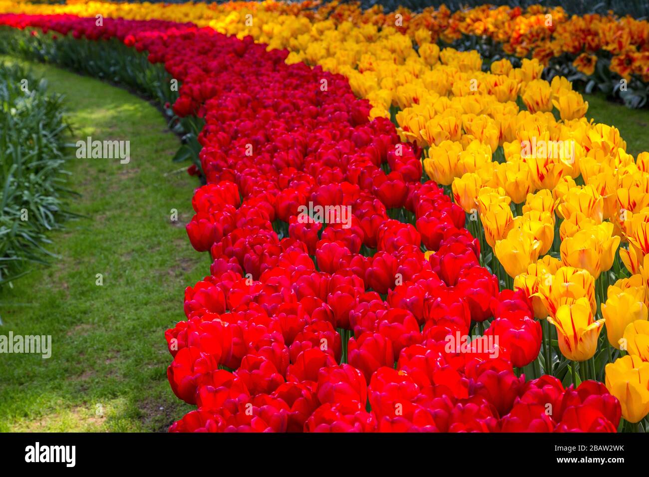 Tulipani in giardino hi-res stock photography and images - Alamy