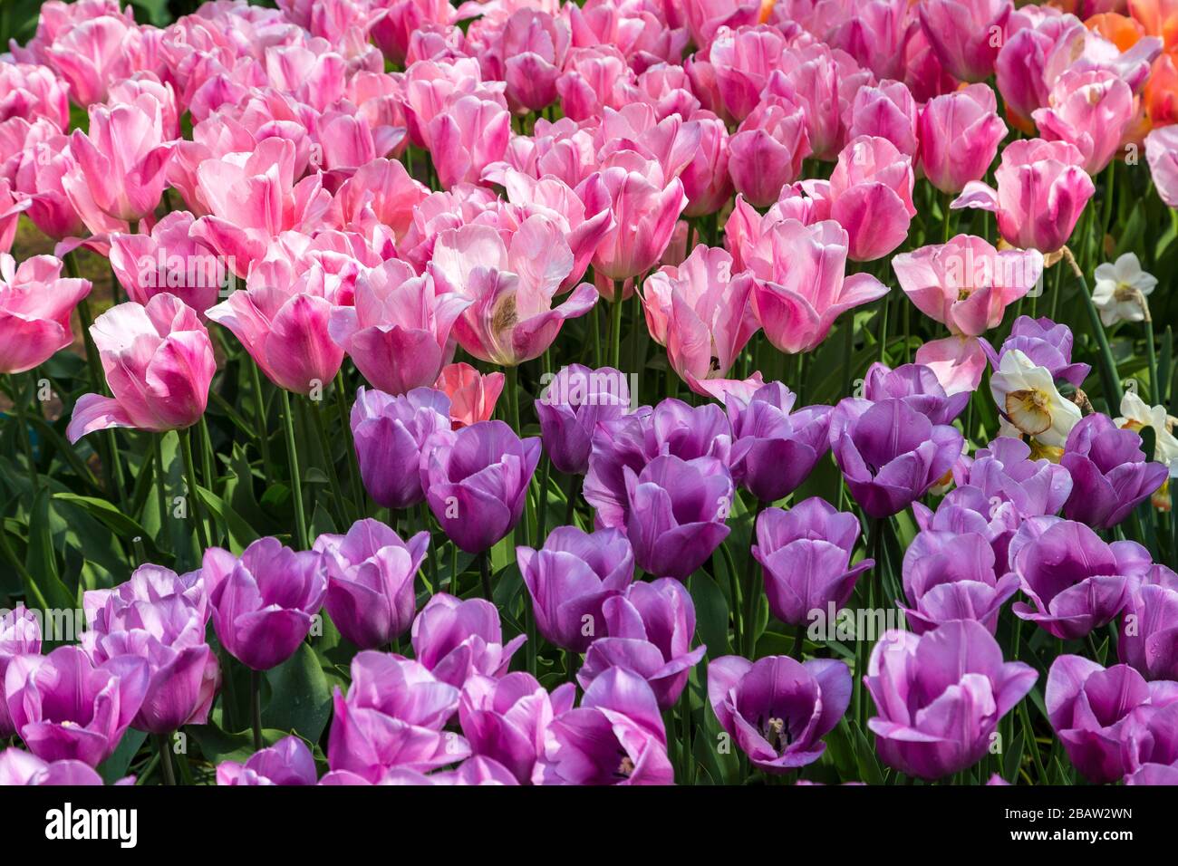 Tulipani in giardino hi-res stock photography and images - Alamy