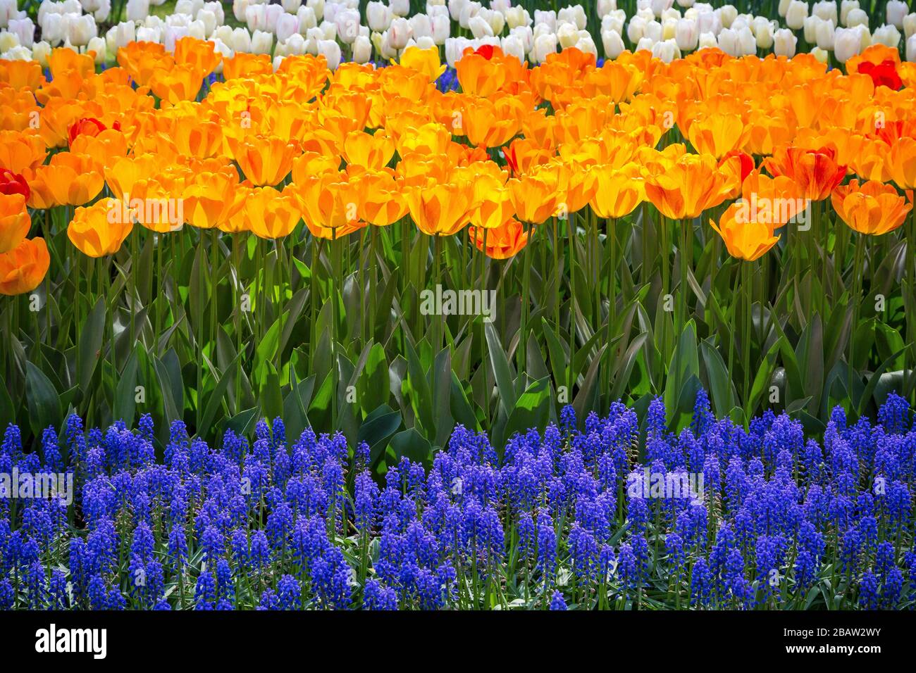 Tulipani in giardino hi-res stock photography and images - Alamy