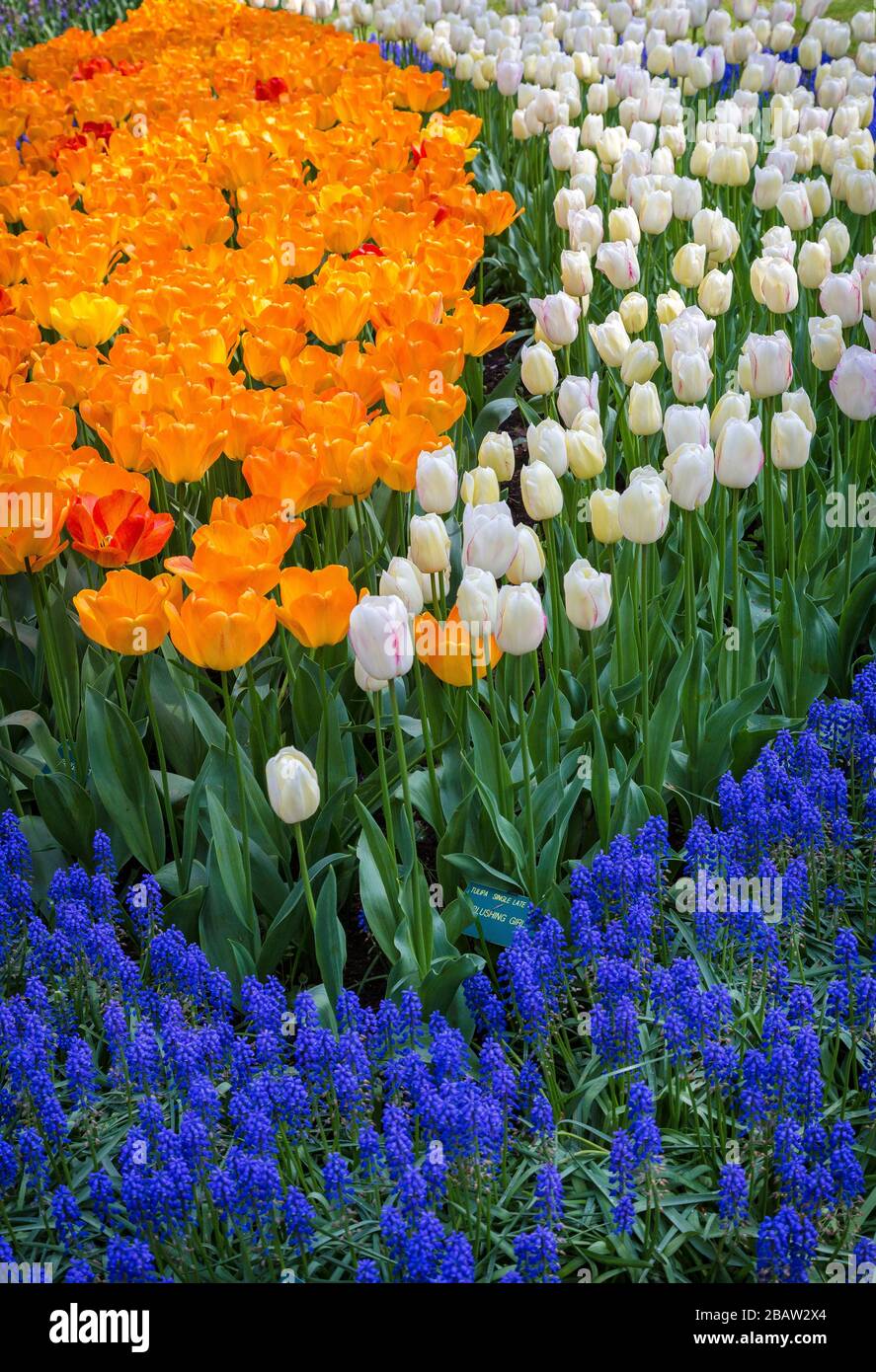 Tulipani in giardino hi-res stock photography and images - Alamy