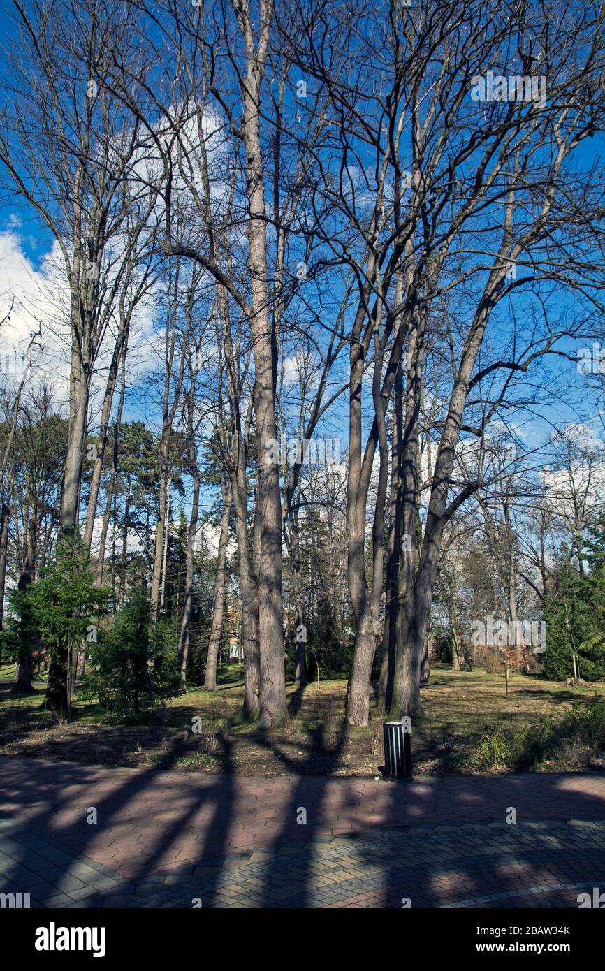 Winter in the park without snow and trees in the park casting long ...