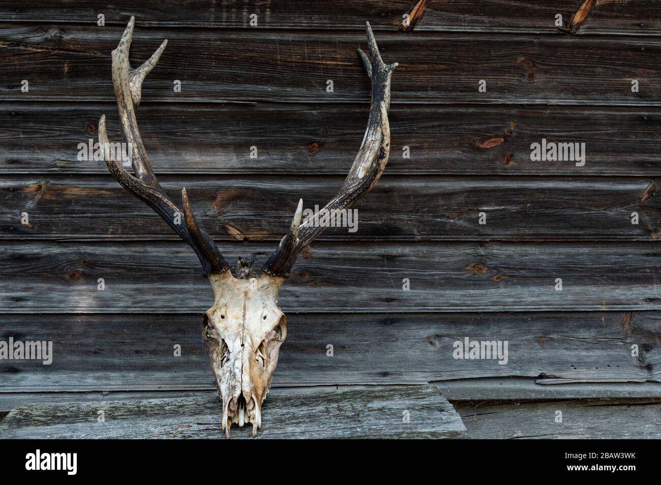 Deer Skeleton Front View