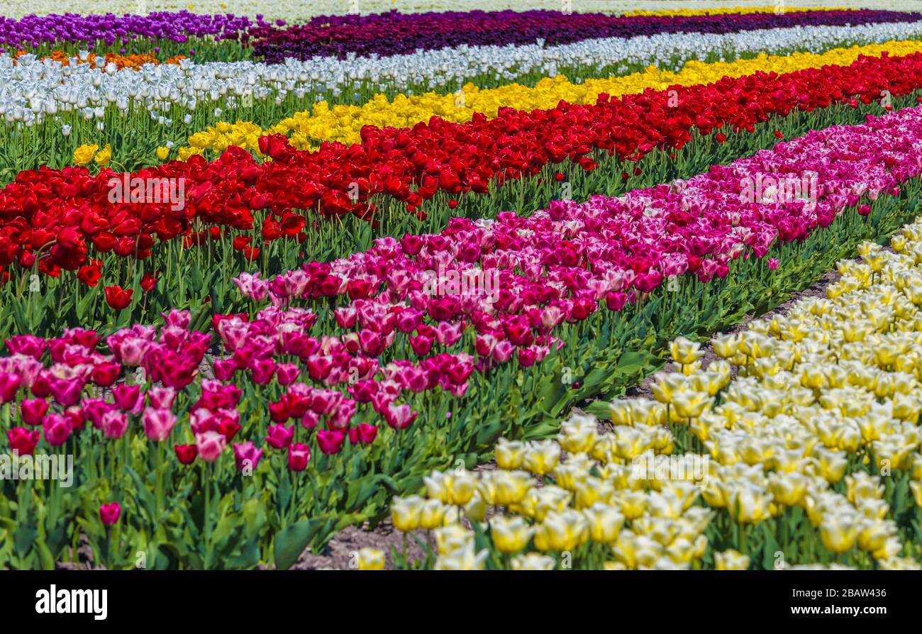 Multicolored tulip fields near a village in spring. Berkmeer ...