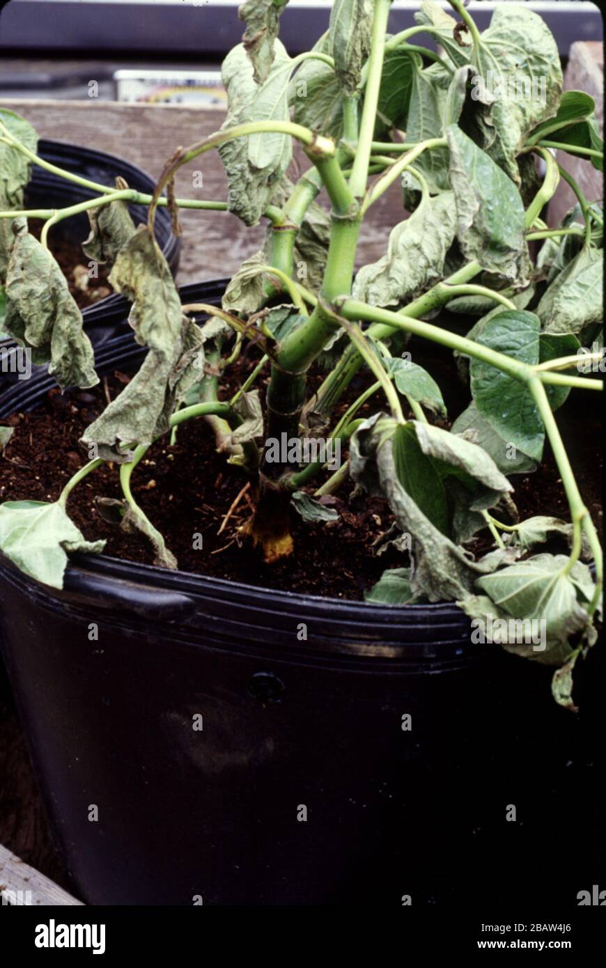 Pythium root rot hi-res stock photography and images - Alamy