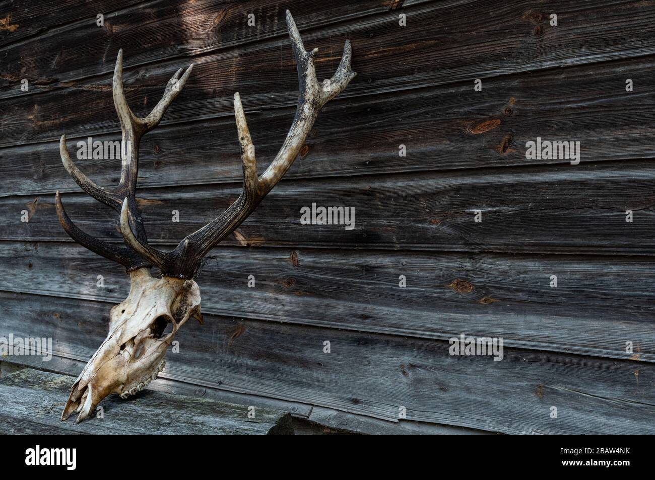 The skull of a large deer with horns. The remains of a large adult deer ...