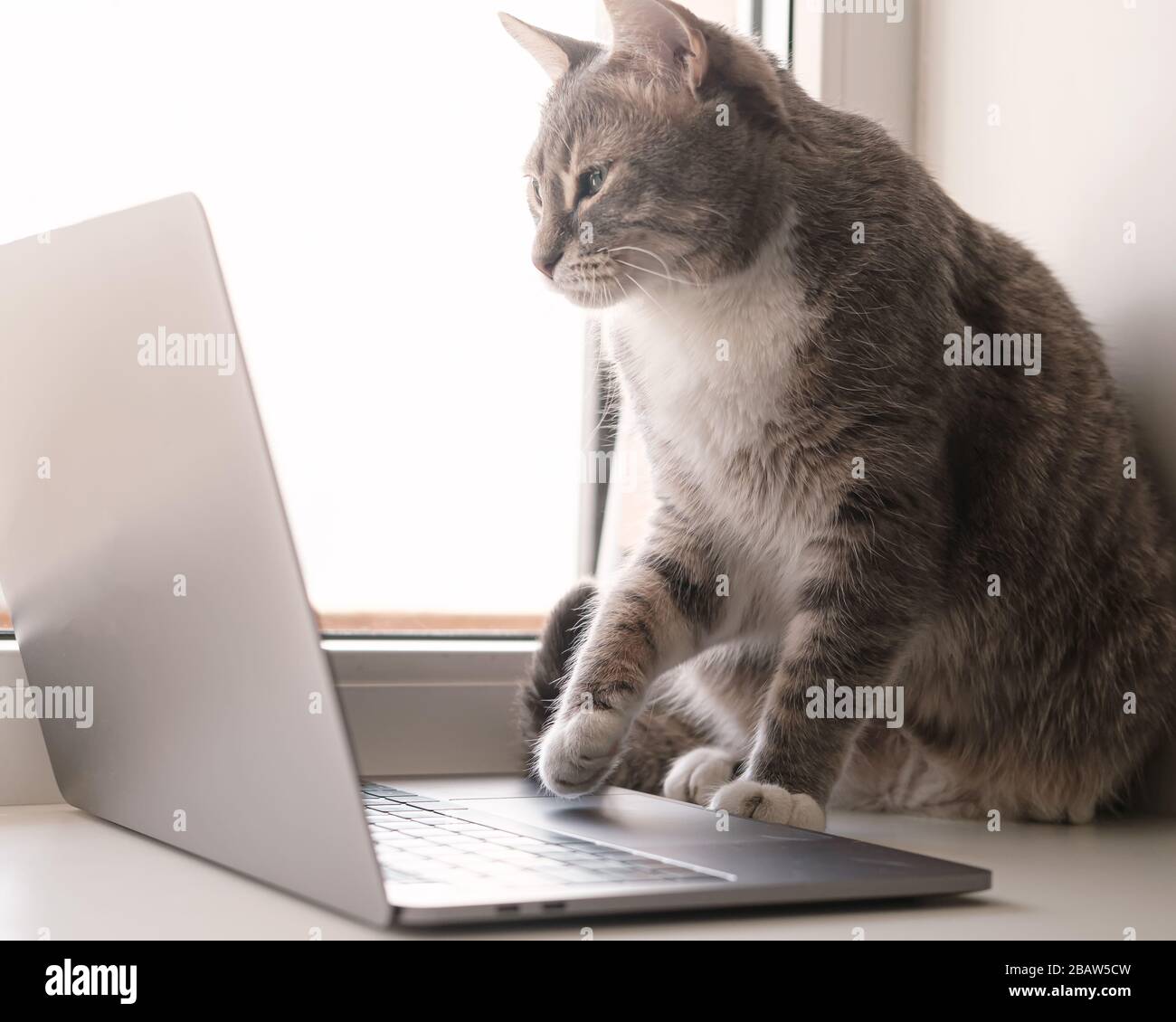 Focused, serious cat works remotely on a laptop, sitting on a ...