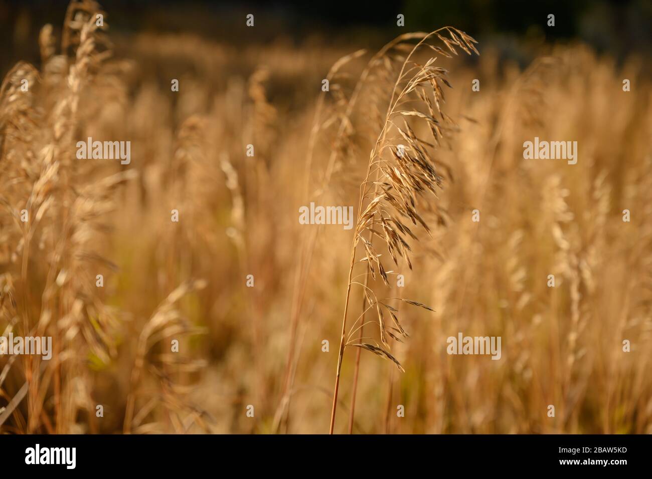 Single grains hi-res stock photography and images - Alamy