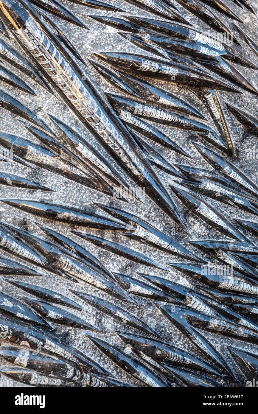 Fossilized squid hi-res stock photography and images - Alamy