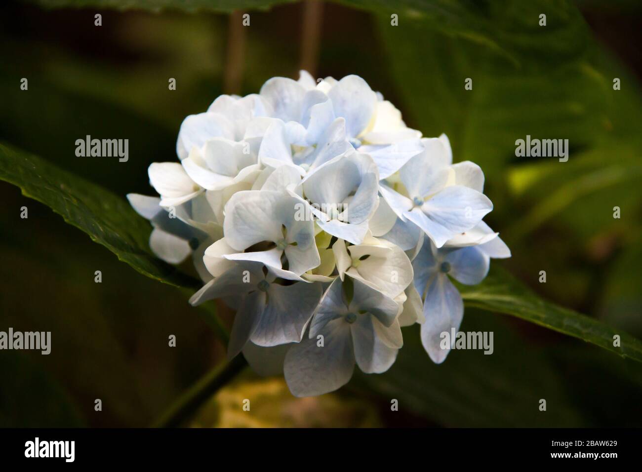 Hortensia and madeira hi-res stock photography and images - Alamy