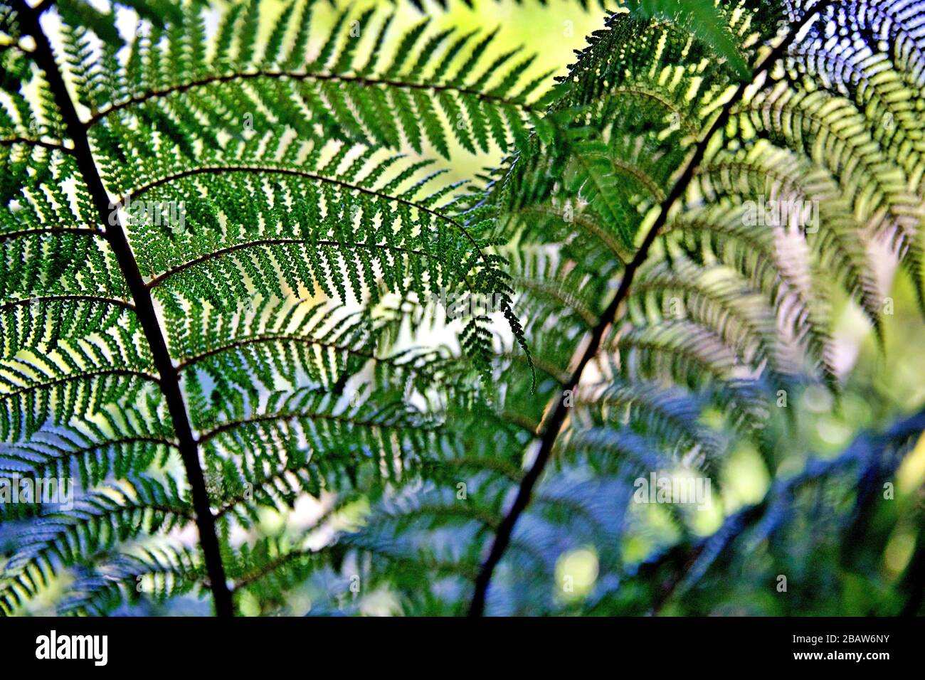Newzealand forest hi-res stock photography and images - Alamy