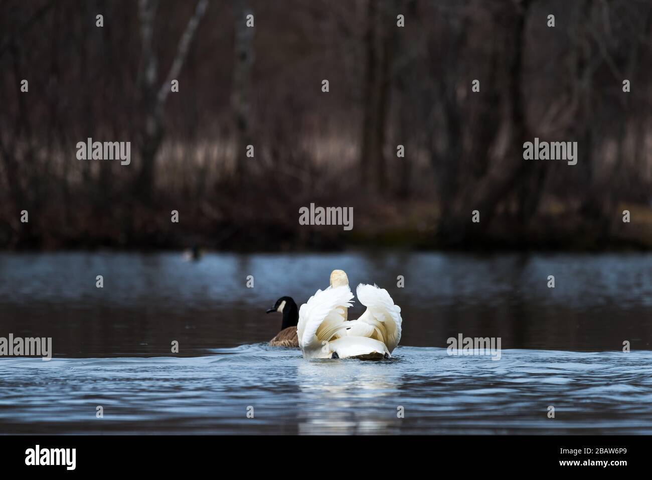 Basal knob of mute swan hi-res stock photography and images - Alamy