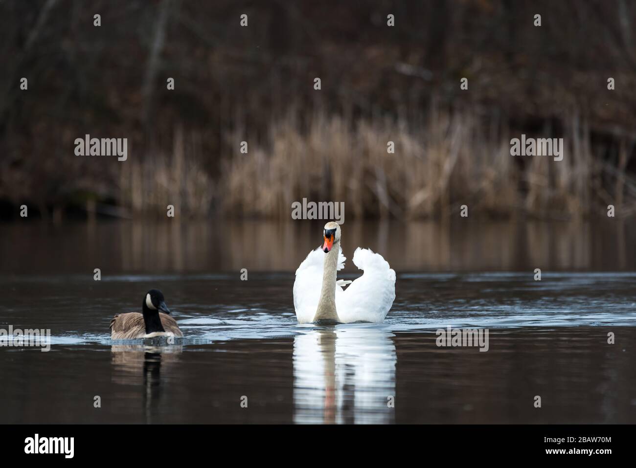 Aggressive Mute Swan following and attacking a Canada Goose at Horns ...