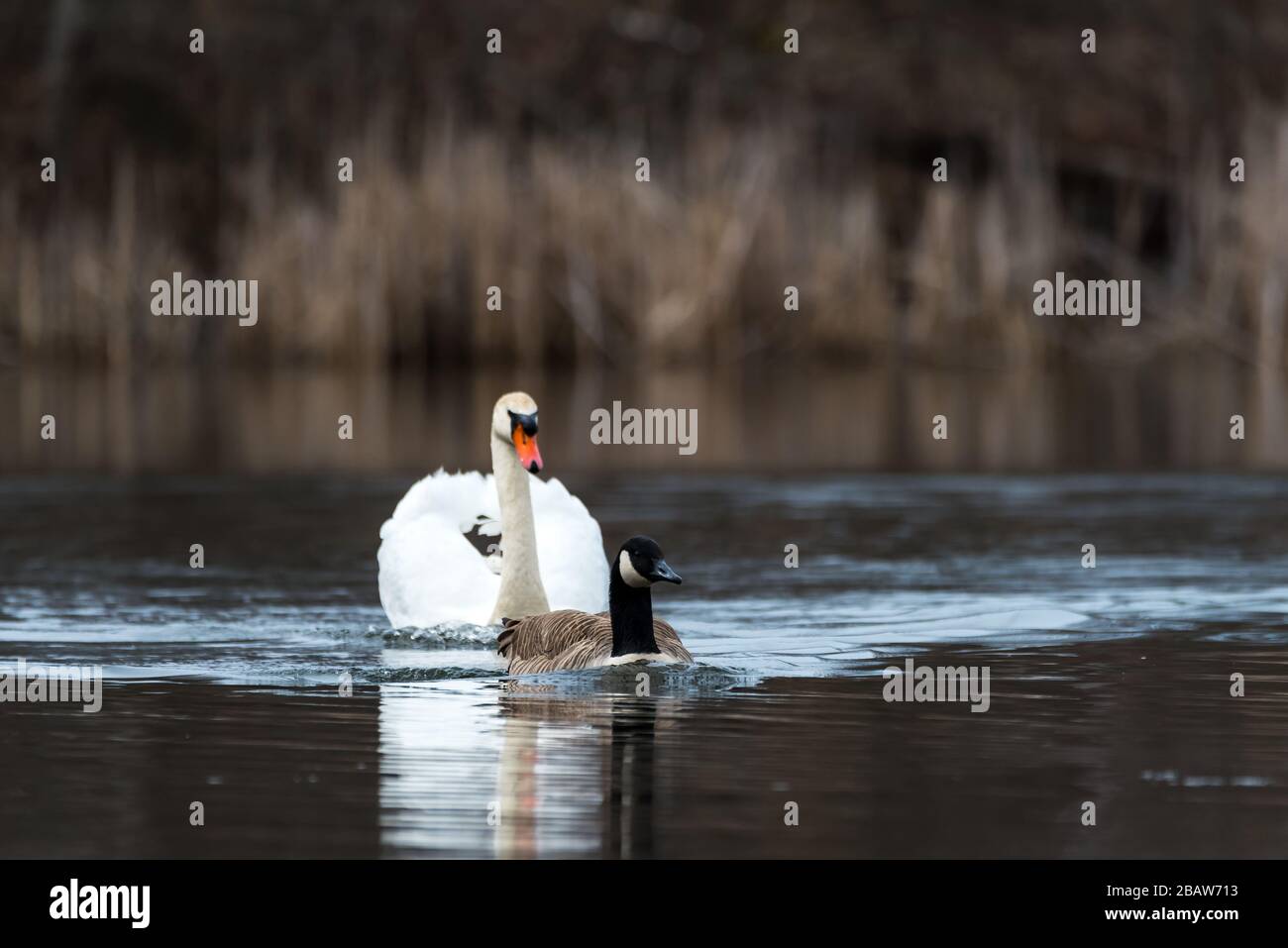 Aggressive Mute Swan following and attacking a Canada Goose at Horns ...