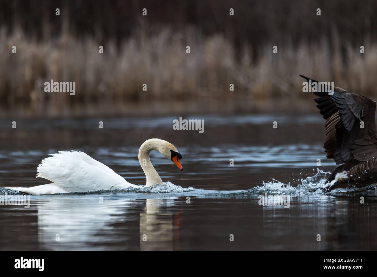 Aggressive Mute Swan following and attacking a Canada Goose at Horns ...
