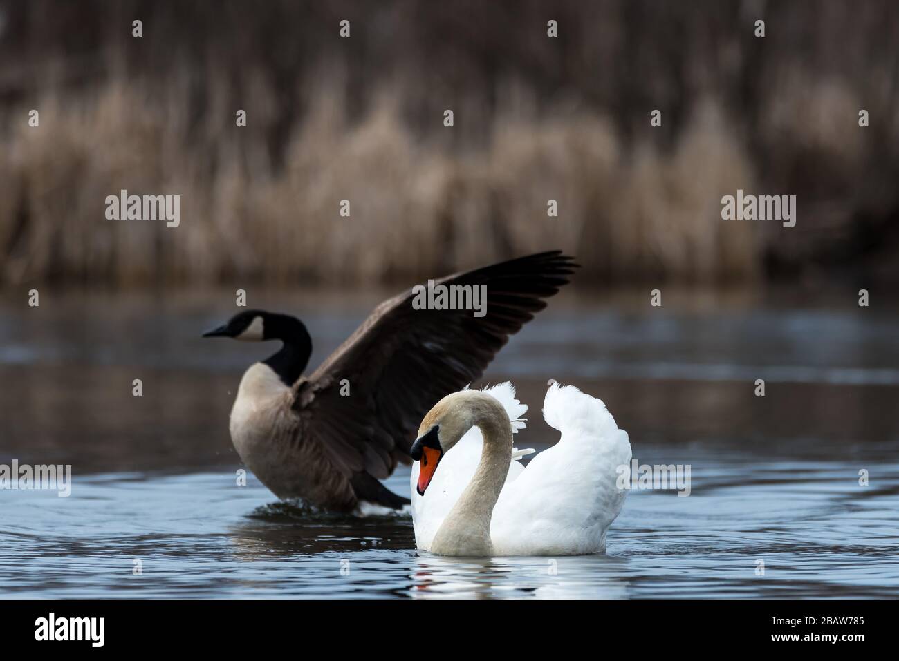 Basal knob of mute swan hi-res stock photography and images - Alamy