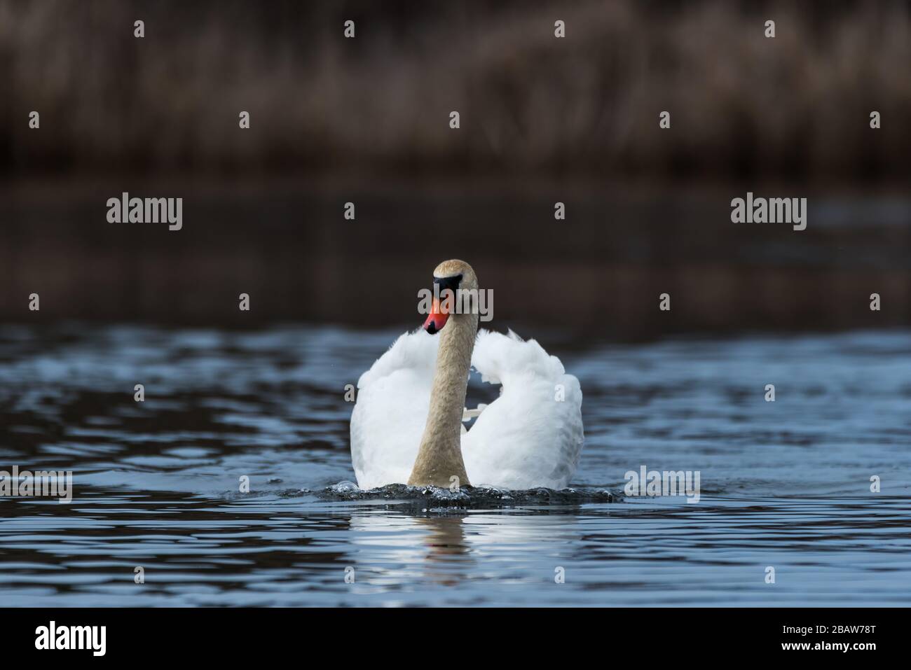 Curled wings in shape of heart hi-res stock photography and images - Alamy