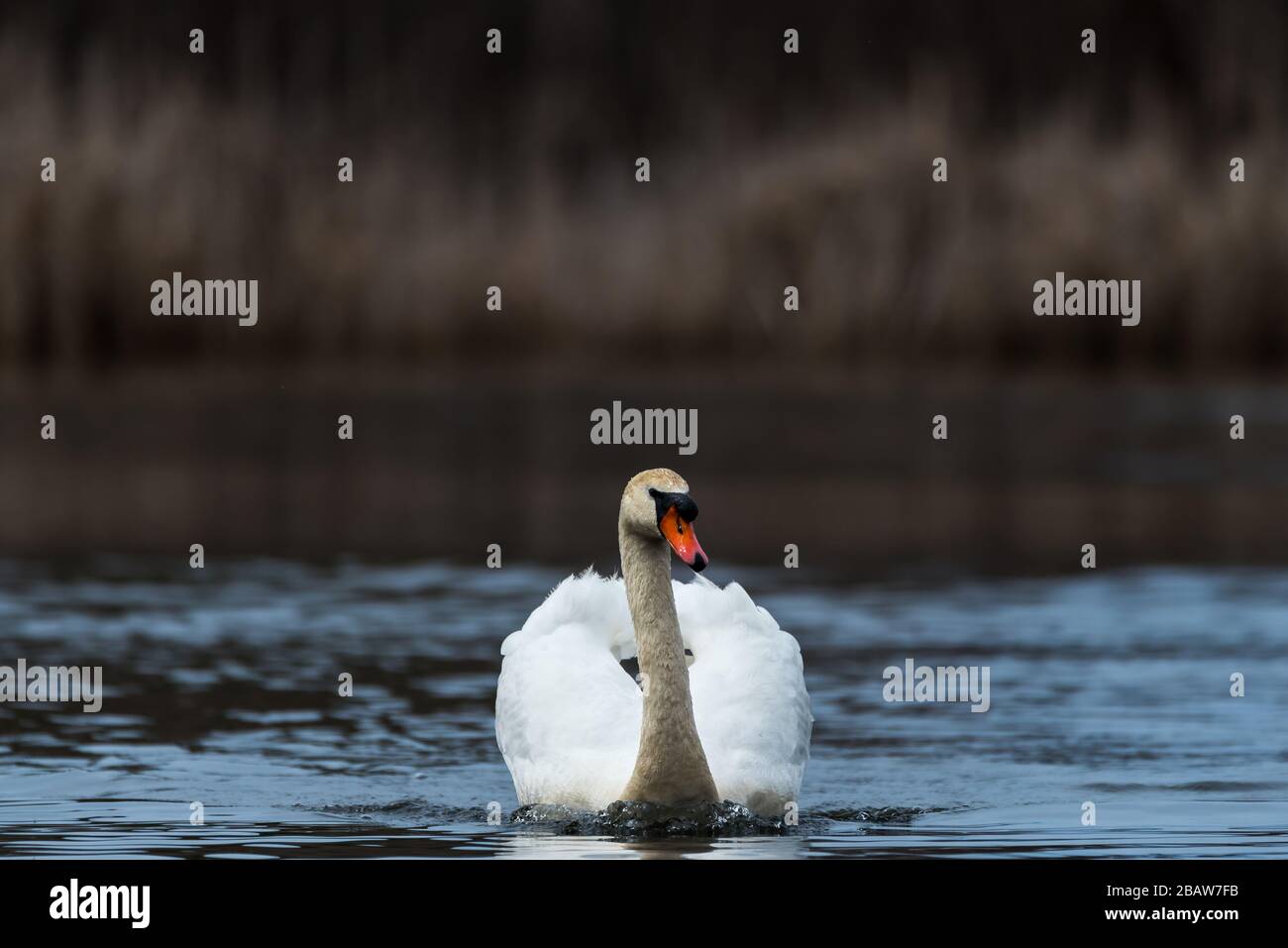 Curled wings in shape of heart hi-res stock photography and images - Alamy
