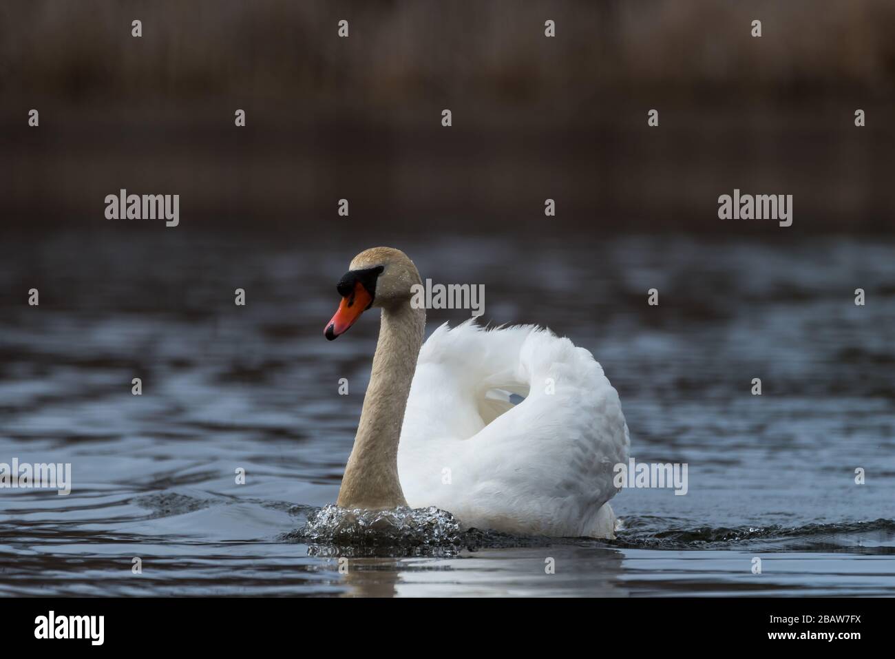 Curled wings in shape of heart hi-res stock photography and images - Alamy